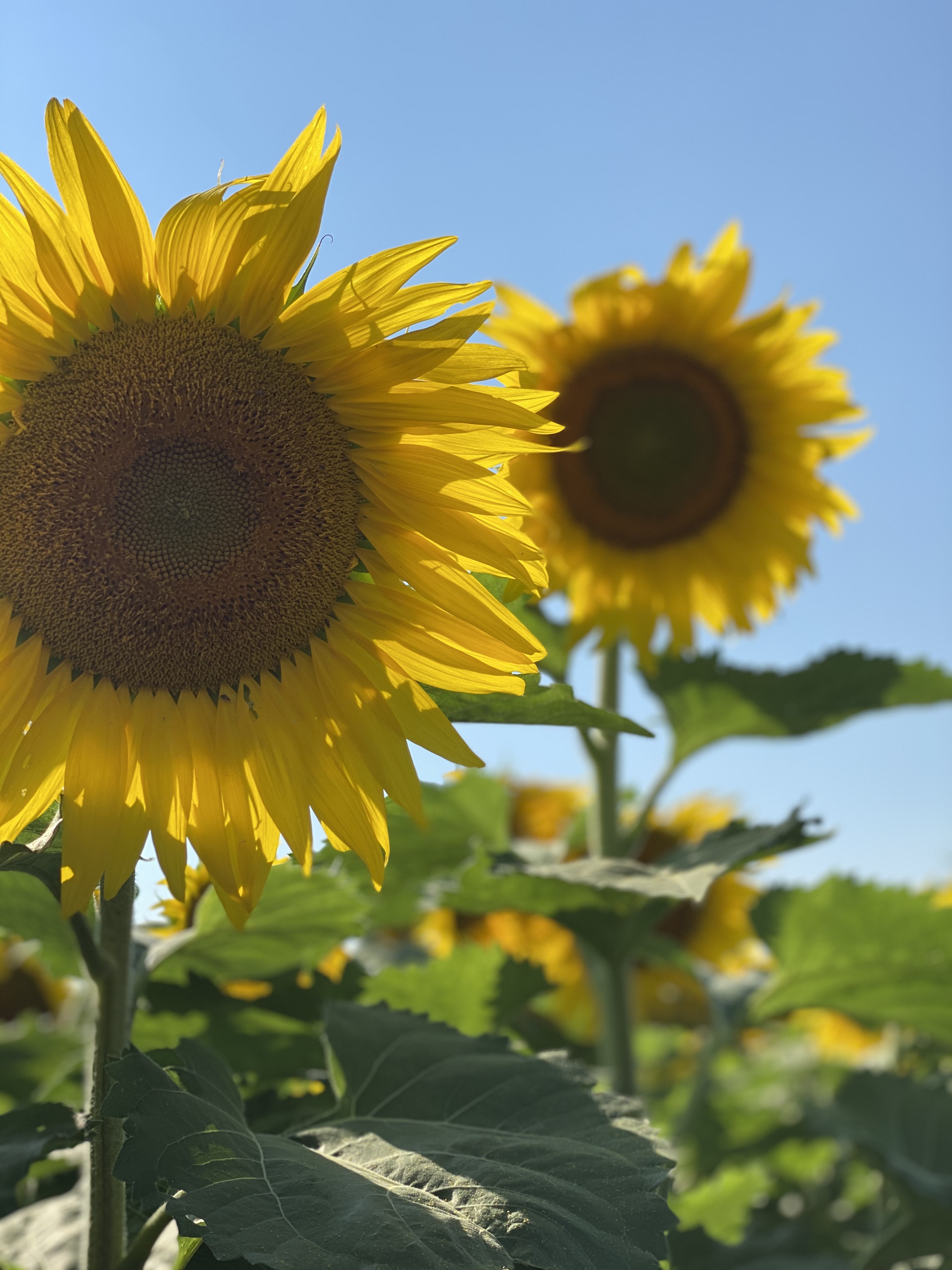 Justin Orr's Portfolio